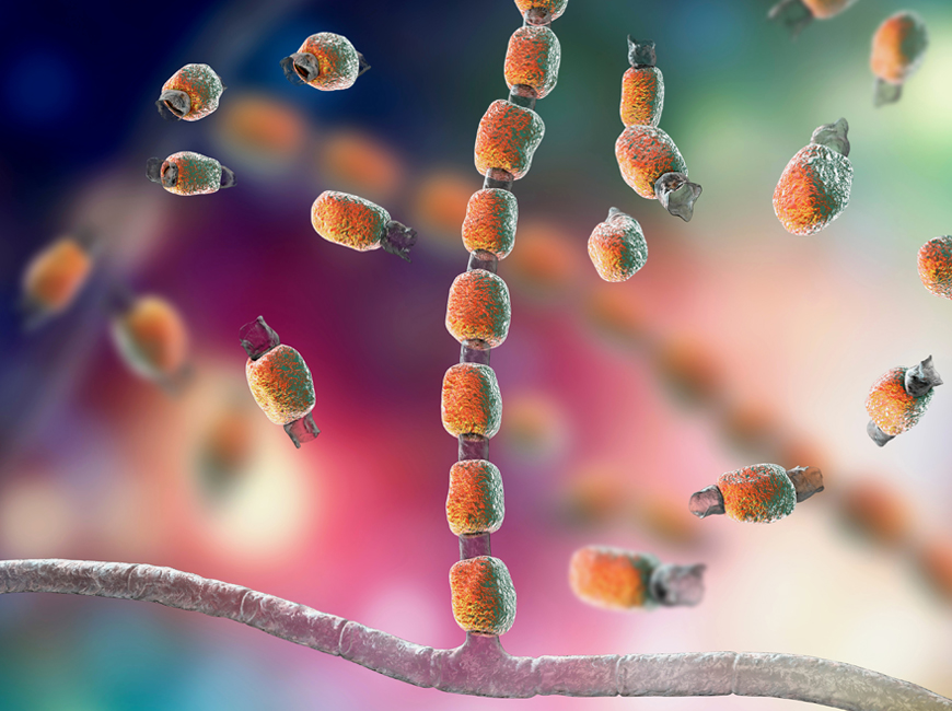 33470/33523 - Coccidioides qPCR (Lower respiratory) & Coccidioides qPCR ...